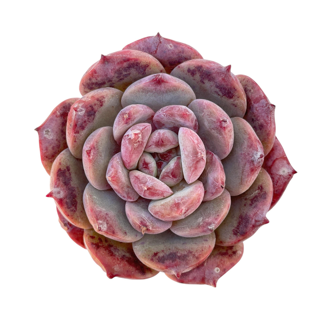 Echeveria Cherry Shadow – Cedar Creek Farmhouse