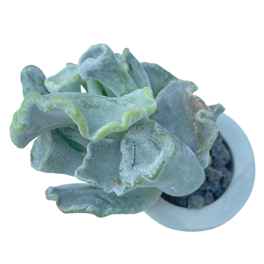 Cotyledon Undulata Shires Hobbit, Large Leaves – Cedar Creek Farmhouse