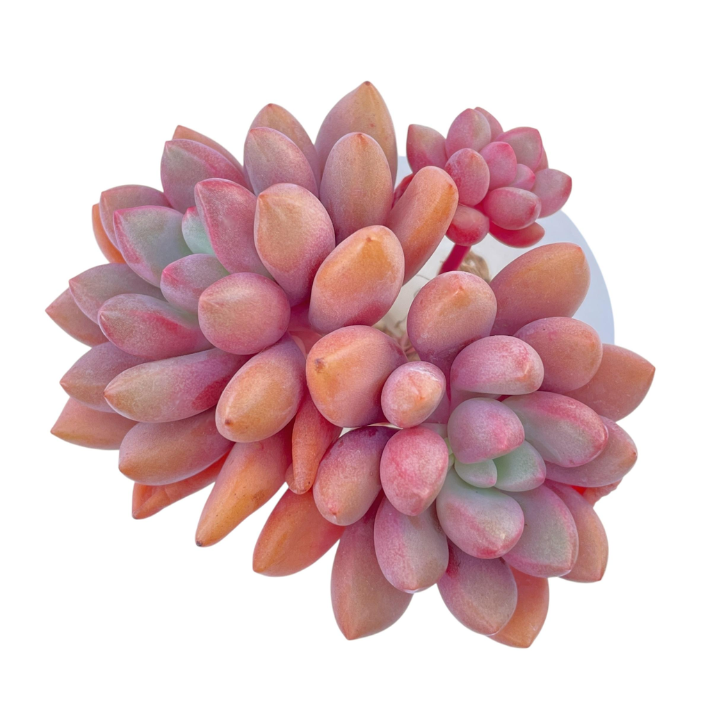Echeveria Ruby Donna (Possible Hybrid) – Cedar Creek Farmhouse