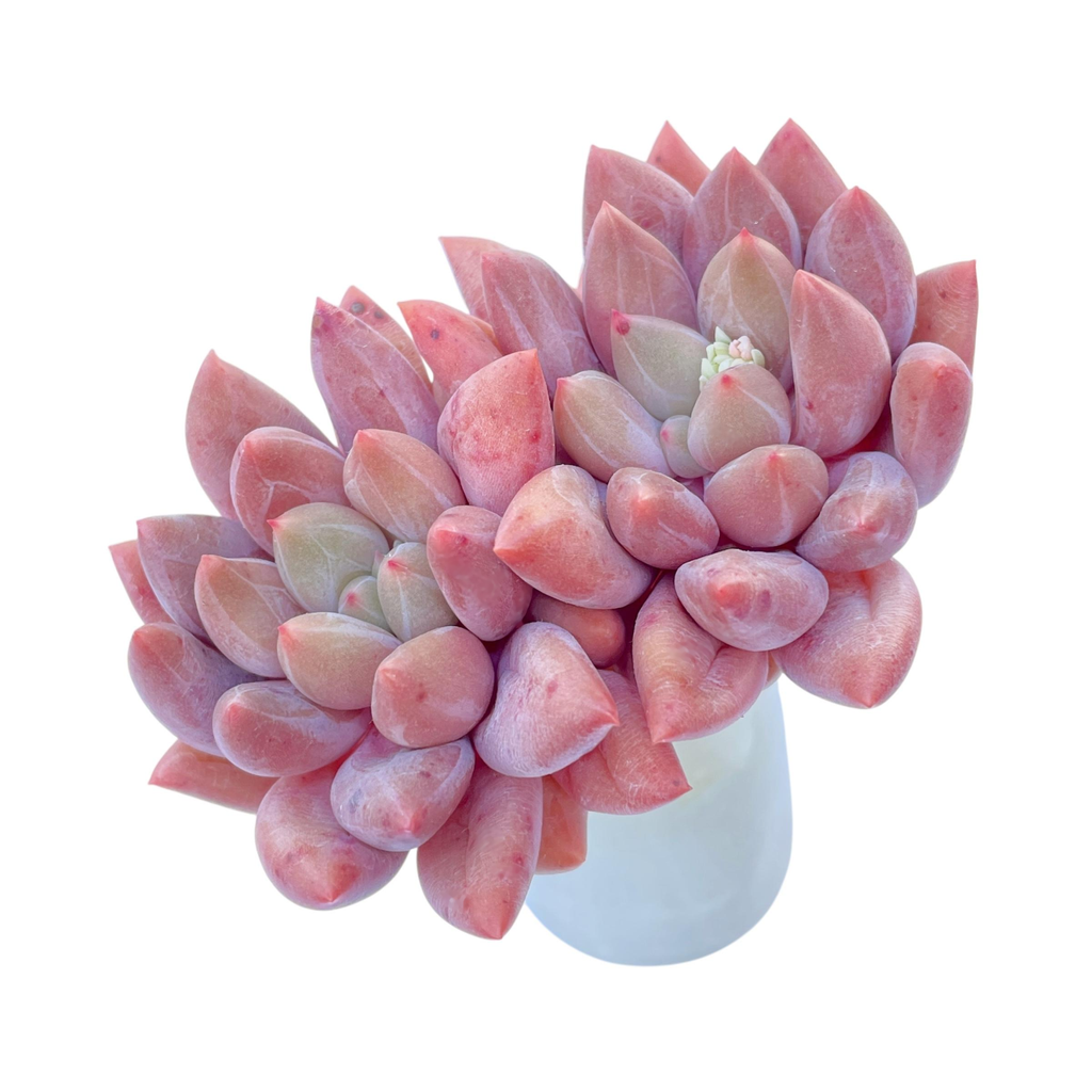 Pachyphytum Angel Fingers Red Form, Double – Cedar Creek Farmhouse