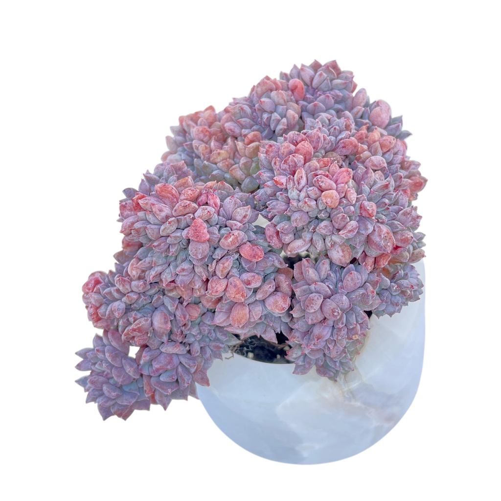 Echeveria Chrissy n Ryan Cristata – Cedar Creek Farmhouse