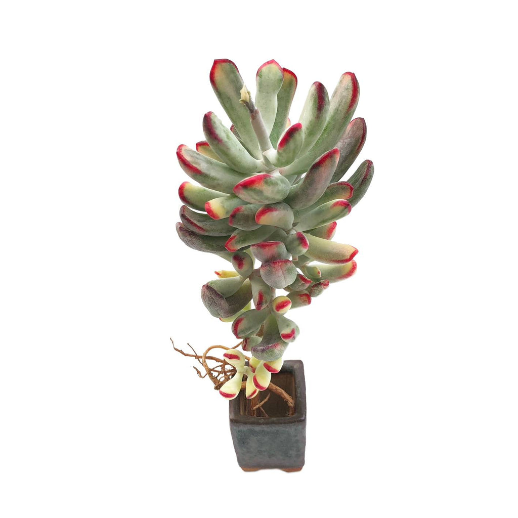 Cotyledon Orbiculata, Variegata (Lady Fingers) – Cedar Creek Farmhouse