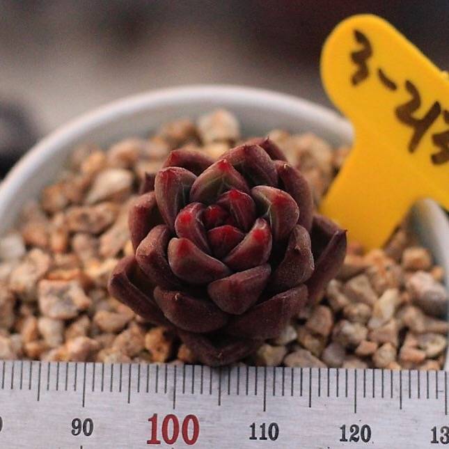 SPECIAL!! JUST CART! Echeveria Mundy – Cedar Creek Farmhouse