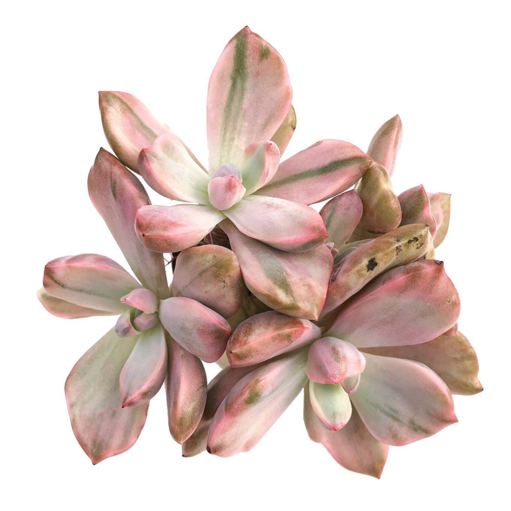 Graptoveria Gypsy, Variegata, (Cluster) – Cedar Creek Farmhouse