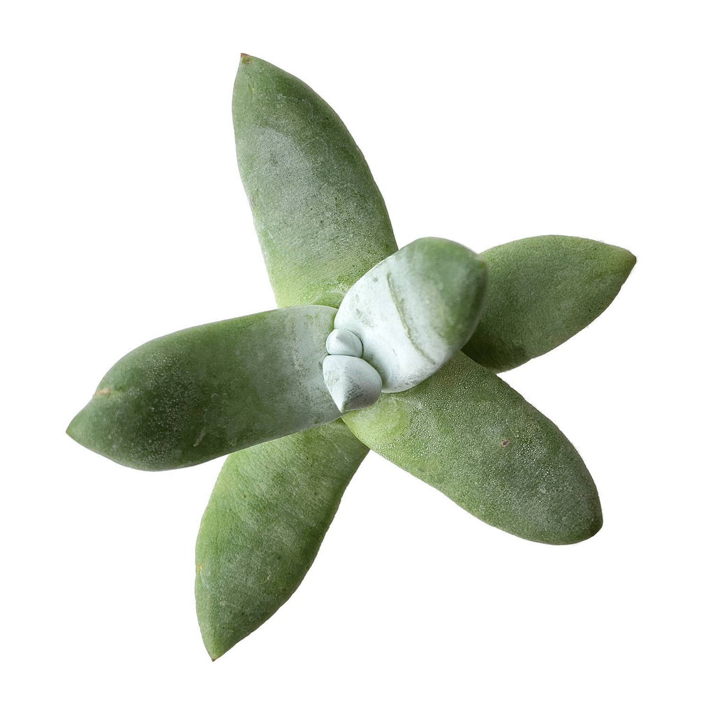 Extremely Rare- Dudleya x Pachyphytum Hybrid – Cedar Creek Farmhouse