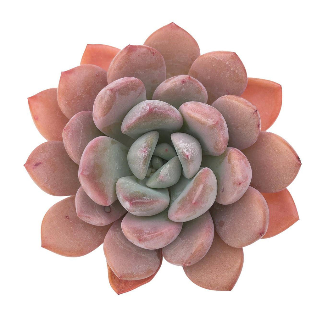 SALE! Echeveria Alandron – Cedar Creek Farmhouse