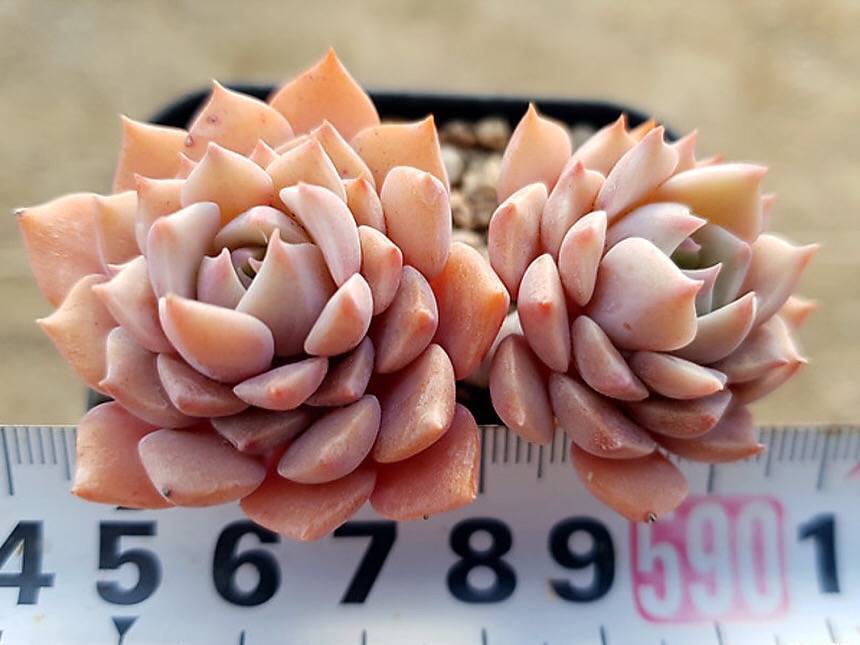 PRESALE Echeveria Mochella, Double, (Not so Random) – Cedar Creek Farmhouse