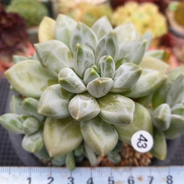 Pachyphytum Compactum Hybrid, (Not so Random) – Cedar Creek Farmhouse