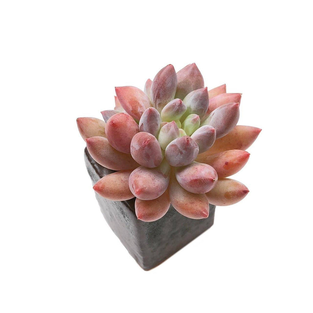Pachyphytum Machucae Hybrid, (Video) – Cedar Creek Farmhouse