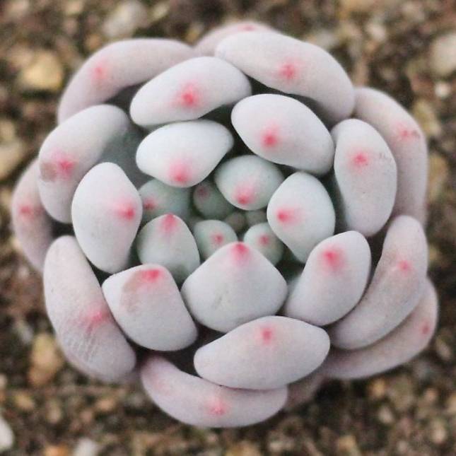 PRESALE Pachyphytum Oviferum Hybrid – Cedar Creek Farmhouse