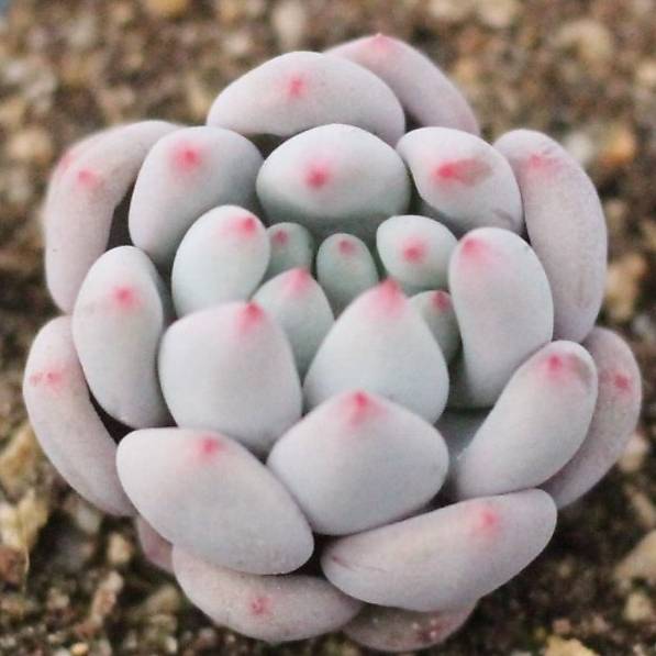 PRESALE Pachyphytum Oviferum Hybrid – Cedar Creek Farmhouse