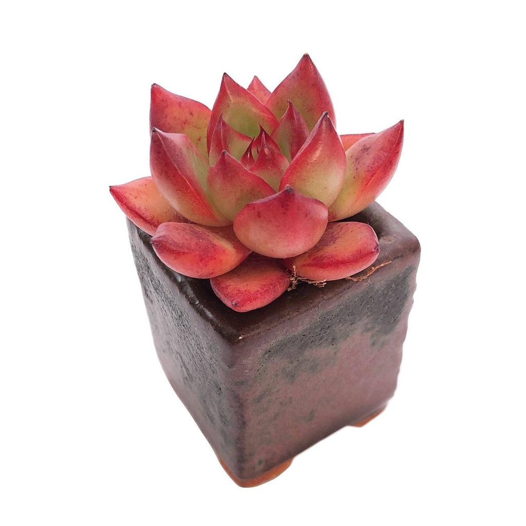 Echeveria Maxmon – Cedar Creek Farmhouse