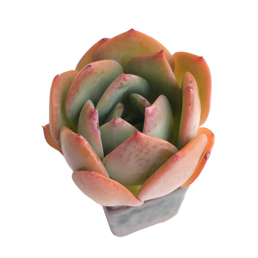Echeveria Red Glow – Cedar Creek Farmhouse