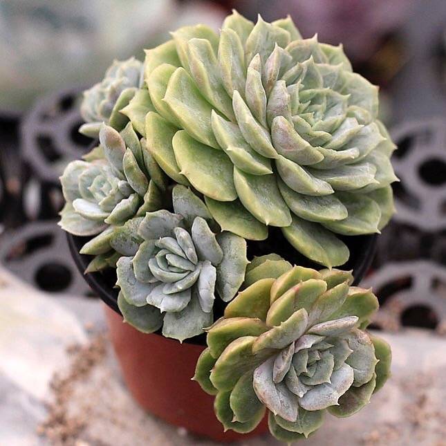 Echeveria Onslow, Cluster – Cedar Creek Farmhouse