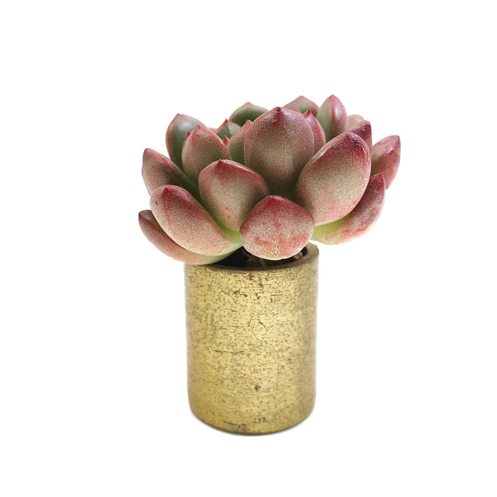 SPECIAL! JUST CART!! Sedeveria Pink Ruby – Cedar Creek Farmhouse