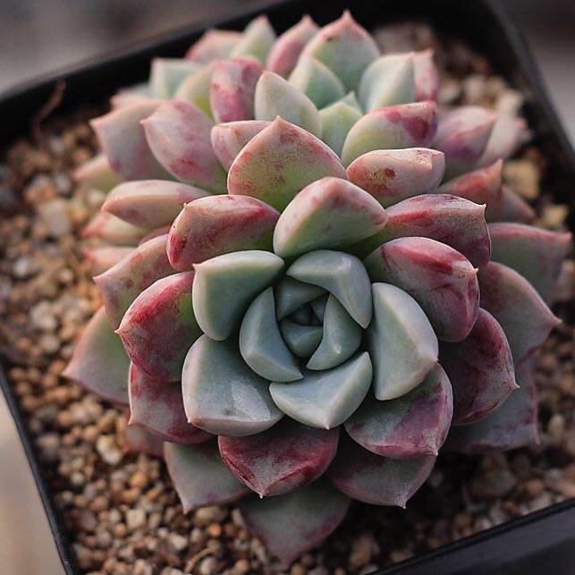 Echeveria Pink Spots, Triple, (NEW!) – Cedar Creek Farmhouse