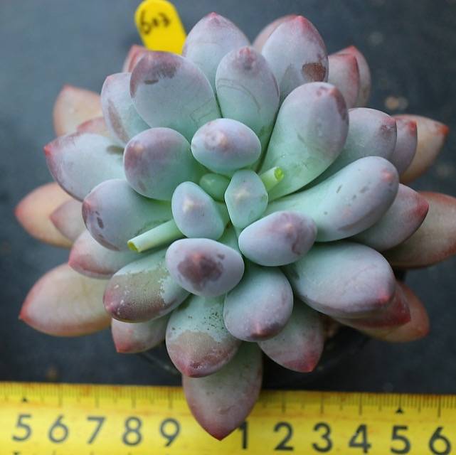 Pachyphytum Frevel – Cedar Creek Farmhouse