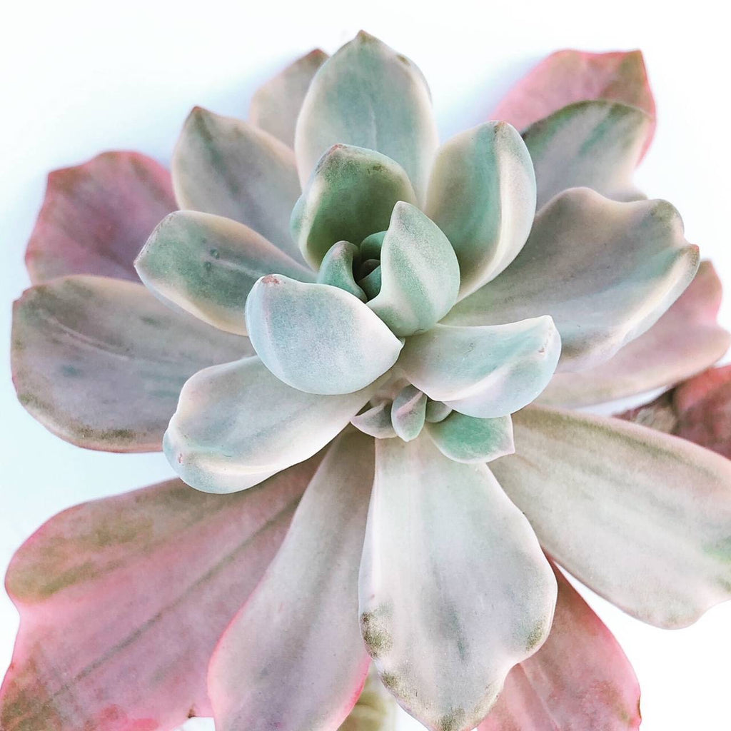 The Good, The Bad and The UGLY! Graptoveria Gypsy, Variegata – Cedar ...