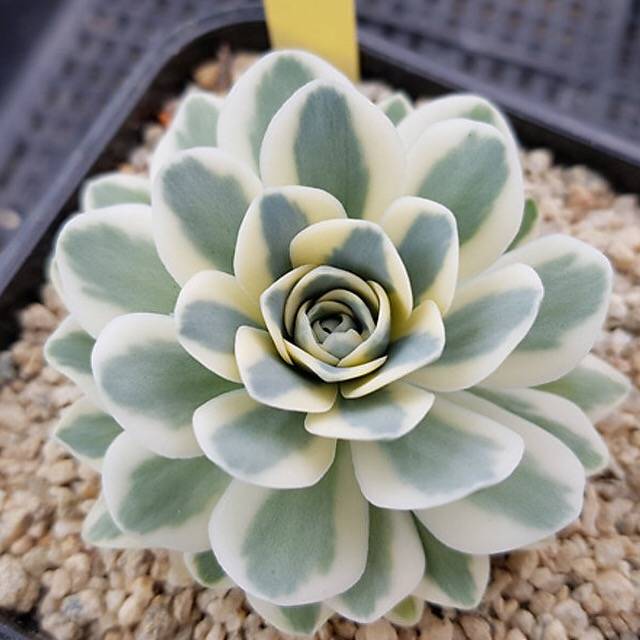 PRESALE Orostachys Fuji, (Random) – Cedar Creek Farmhouse