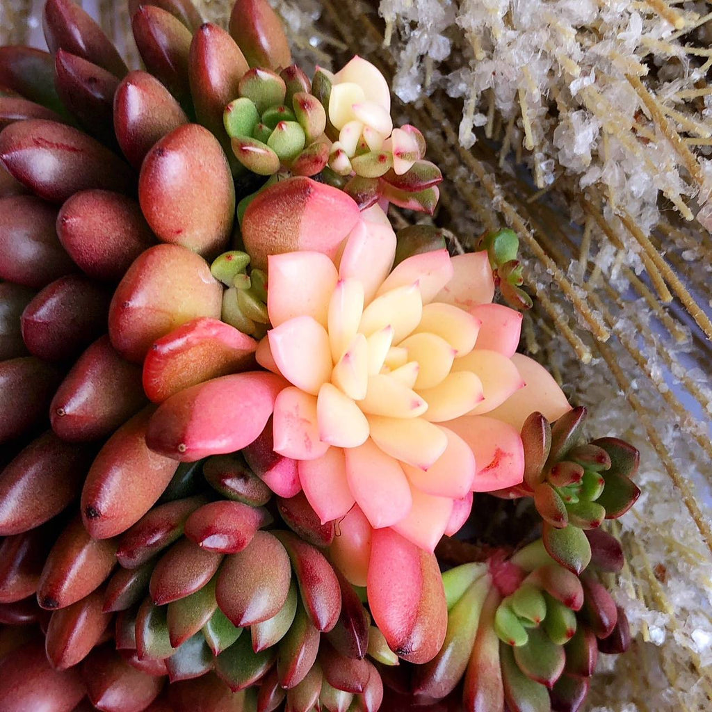 Sedeveria Pink Ruby, Variegata (In Stock) – Cedar Creek Farmhouse