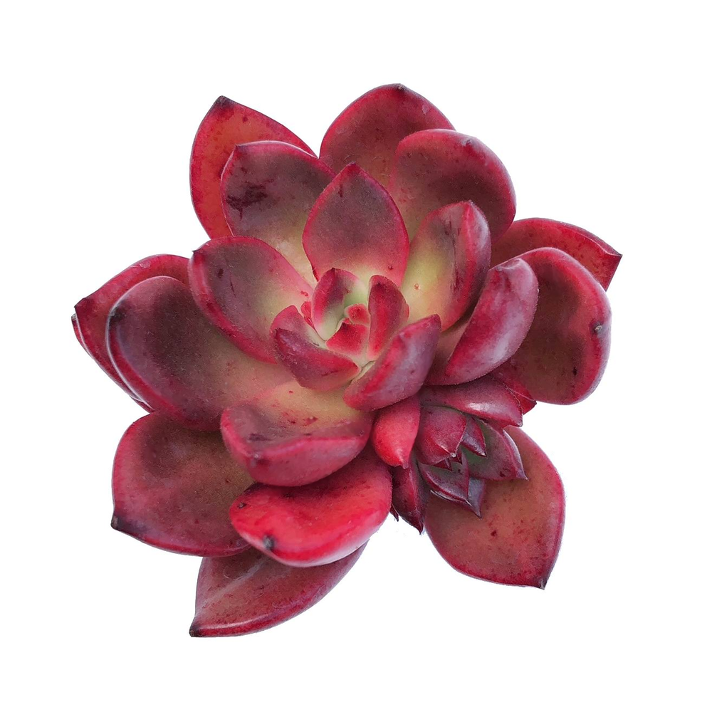 Echeveria Agavoides 'Chapote' – Cedar Creek Farmhouse
