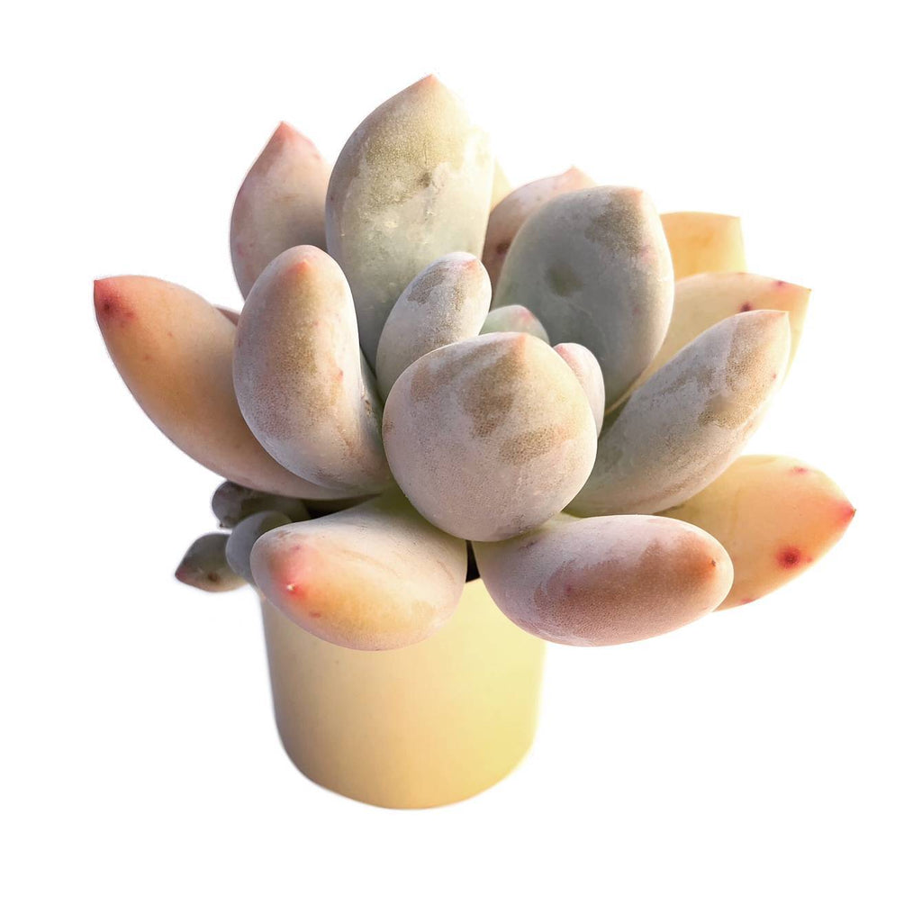 Pachyphytum Frevel – Cedar Creek Farmhouse