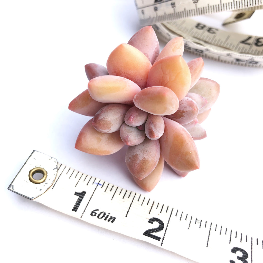 Pachyphytum Frevel cv (Hybrid?) – Cedar Creek Farmhouse