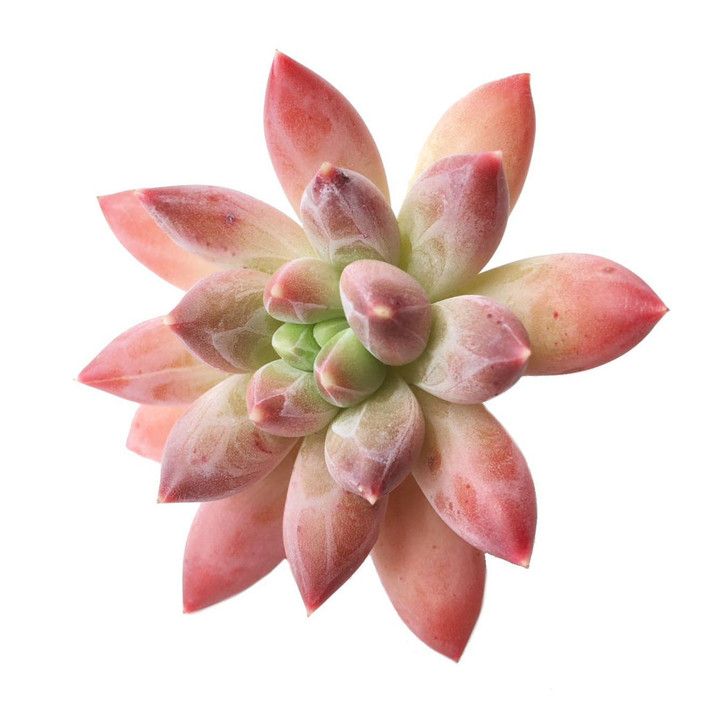 Pachyphytum Compactum Hybrid – Cedar Creek Farmhouse