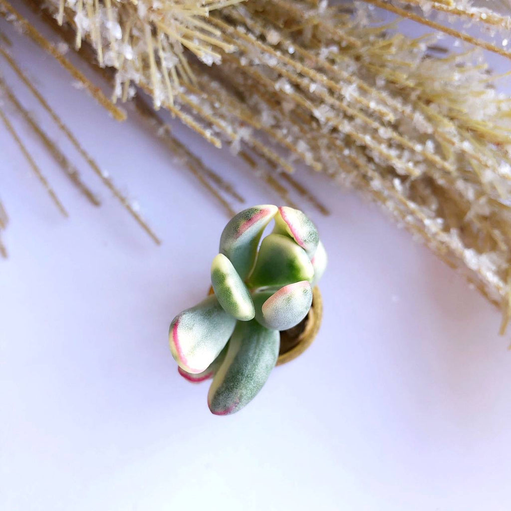Cotyledon Orbiculata, Variegata 'Lady Fingers' Form, (In Stock) – Cedar ...