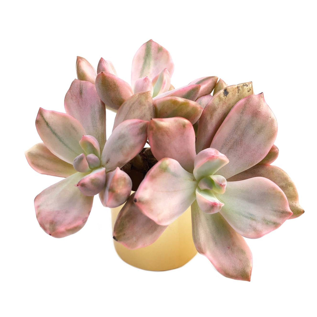 Graptoveria Gypsy, Variegata, (Cluster) – Cedar Creek Farmhouse