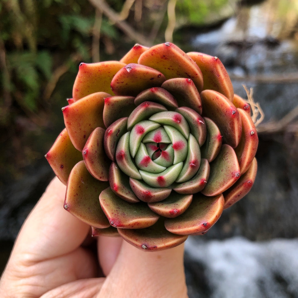 Echeveria Rudolph – Cedar Creek Farmhouse
