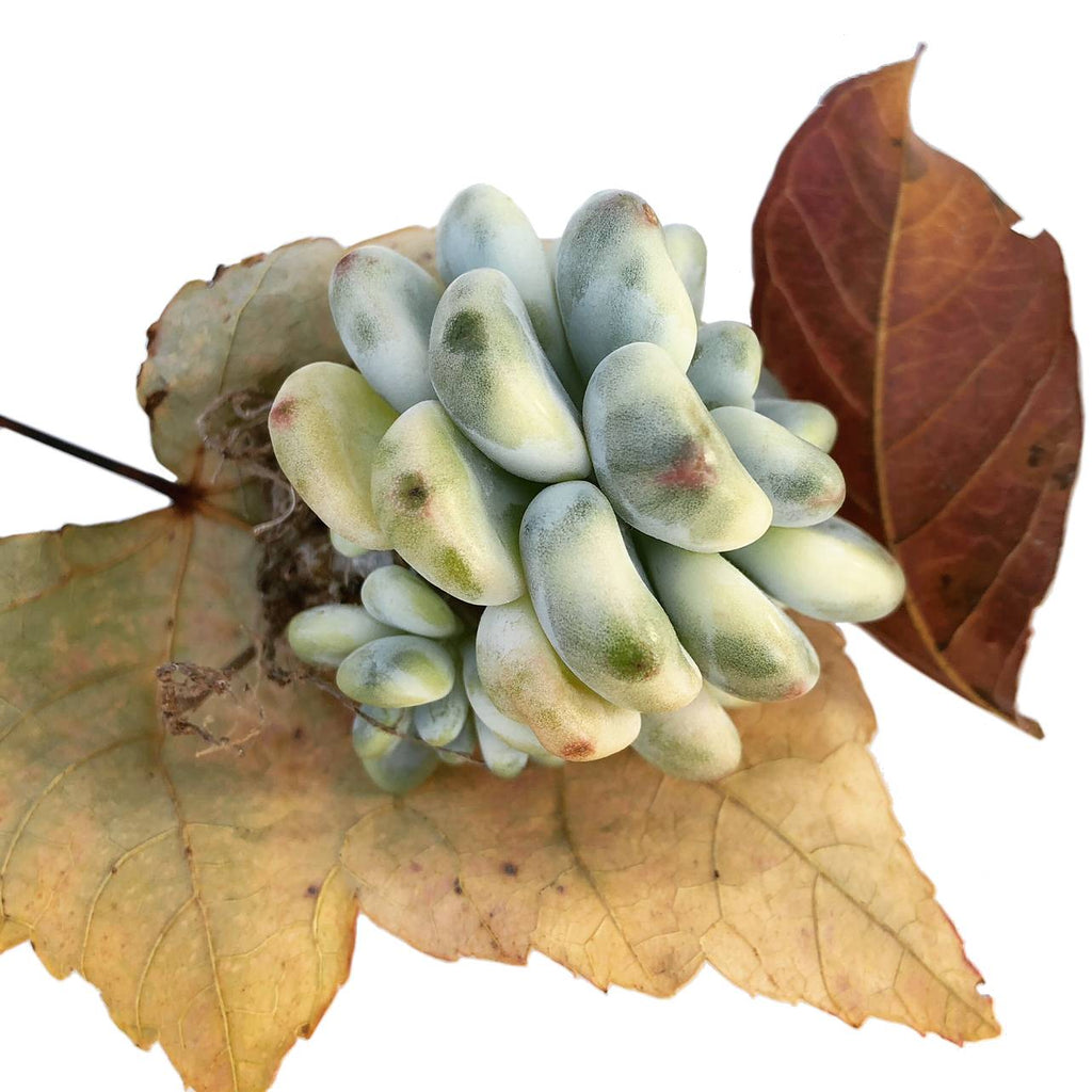 Sedum Clavatum, Variegata, (with Pups) – Cedar Creek Farmhouse