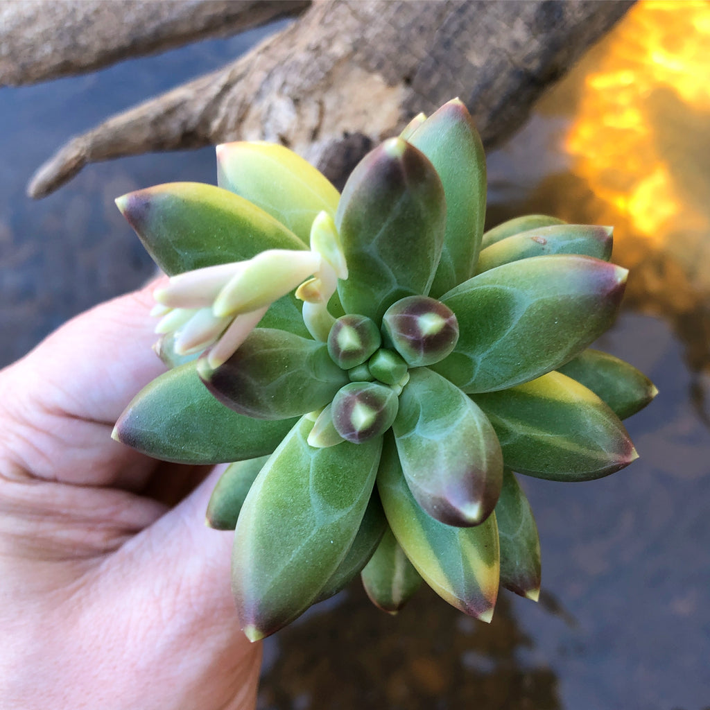 Pachypytum Compactum, Variegata (Large) – Cedar Creek Farmhouse