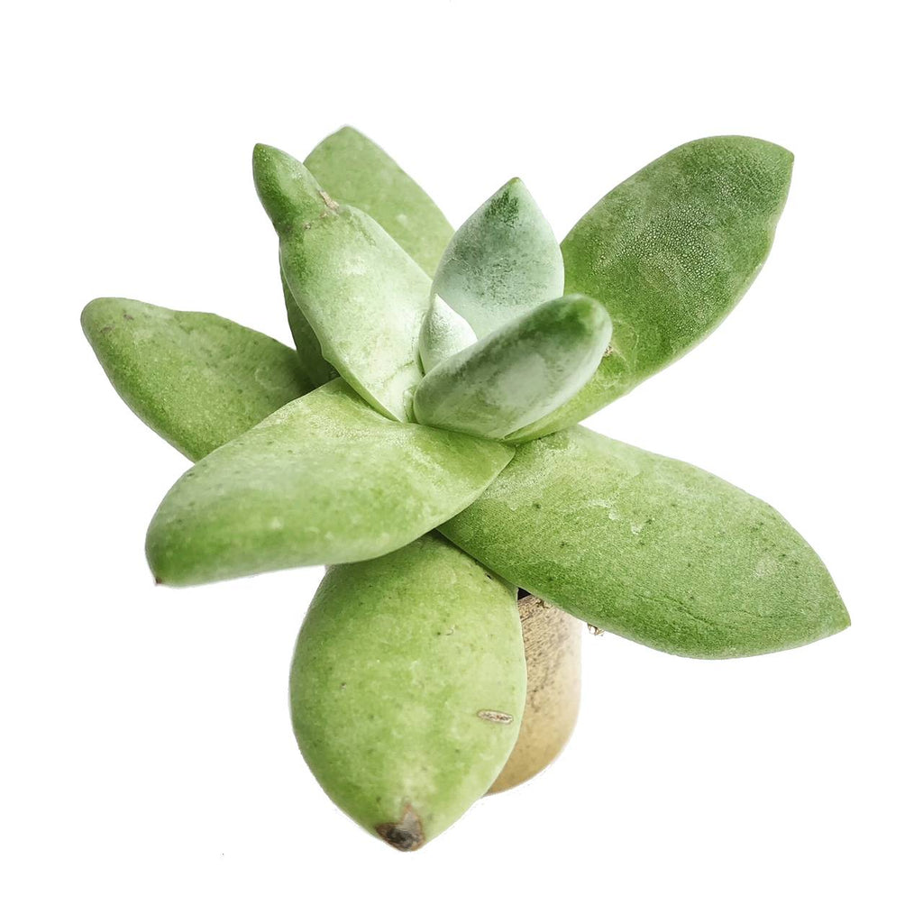 Extremely Rare- Dudleya x Pachyphytum Hybrid – Cedar Creek Farmhouse