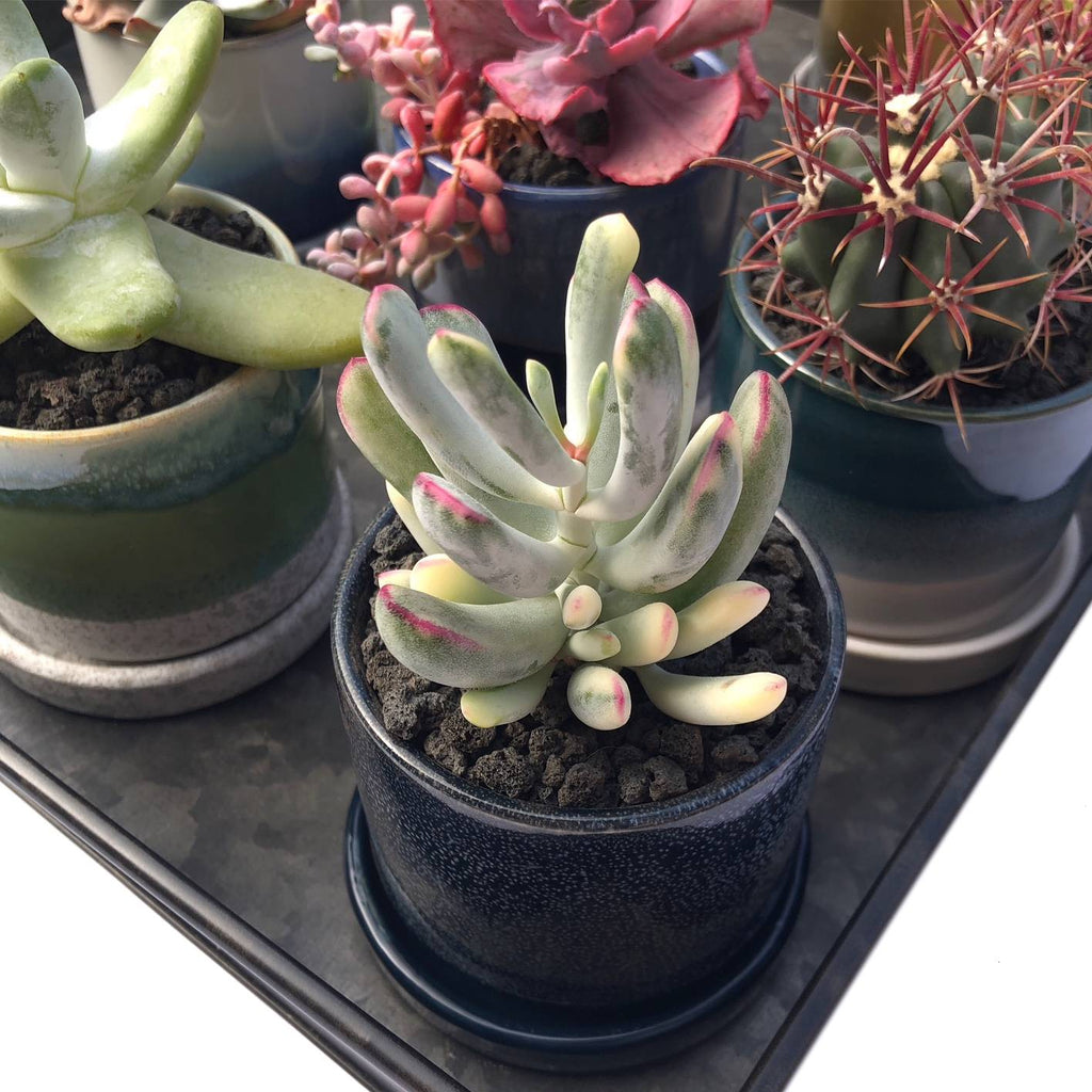 Cotyledon Orbiculata, Variegata (Lady Fingers), (Video) – Cedar Creek ...