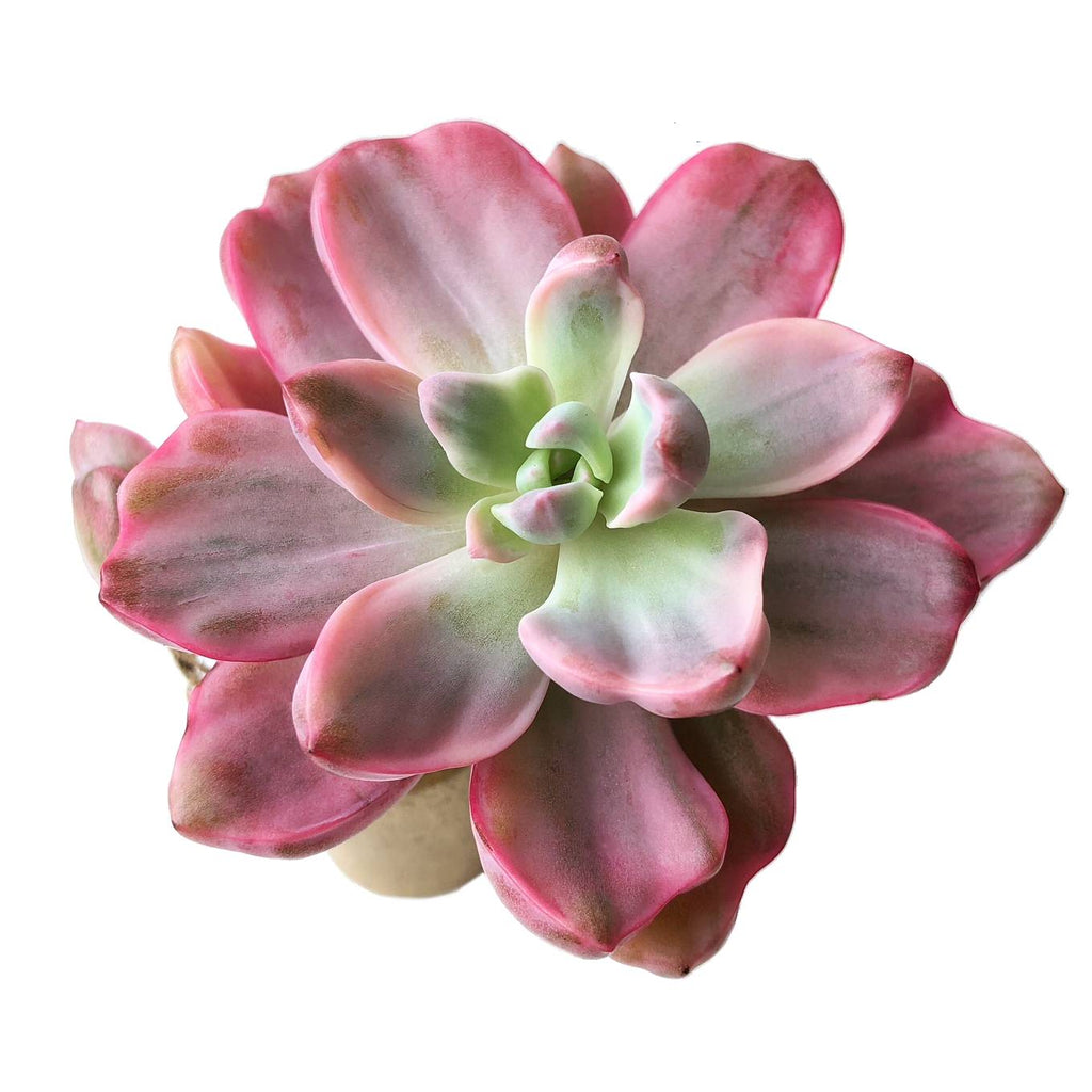 Graptoveria Gypsy, Variegata – Cedar Creek Farmhouse