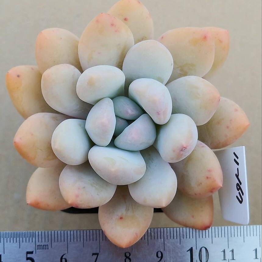 Pachyphytum Frevel, (Random) – Cedar Creek Farmhouse