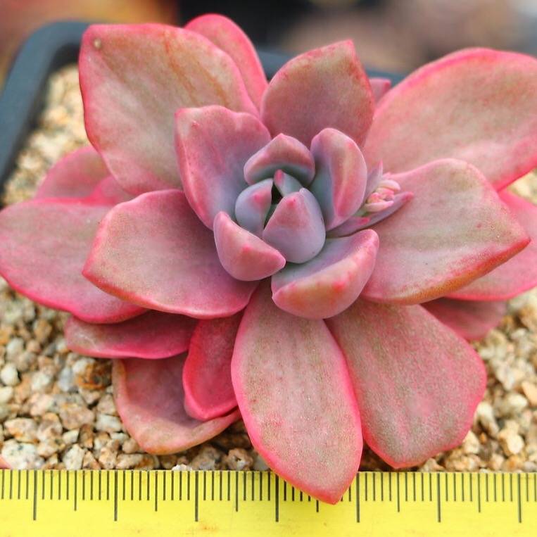 PRESALE Graptoveria Gypsy, Variegata, (Not so Random) – Cedar Creek ...