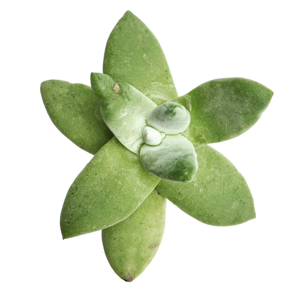 Extremely Rare- Dudleya x Pachyphytum Hybrid – Cedar Creek Farmhouse