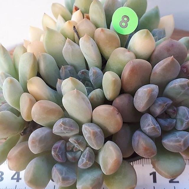 Echeveria Pebbles, Cluster, (Not so Random) – Cedar Creek Farmhouse