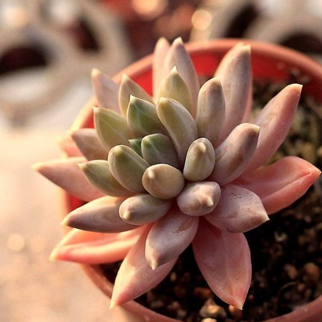 Pachyphytum Compactum Sp. – Cedar Creek Farmhouse