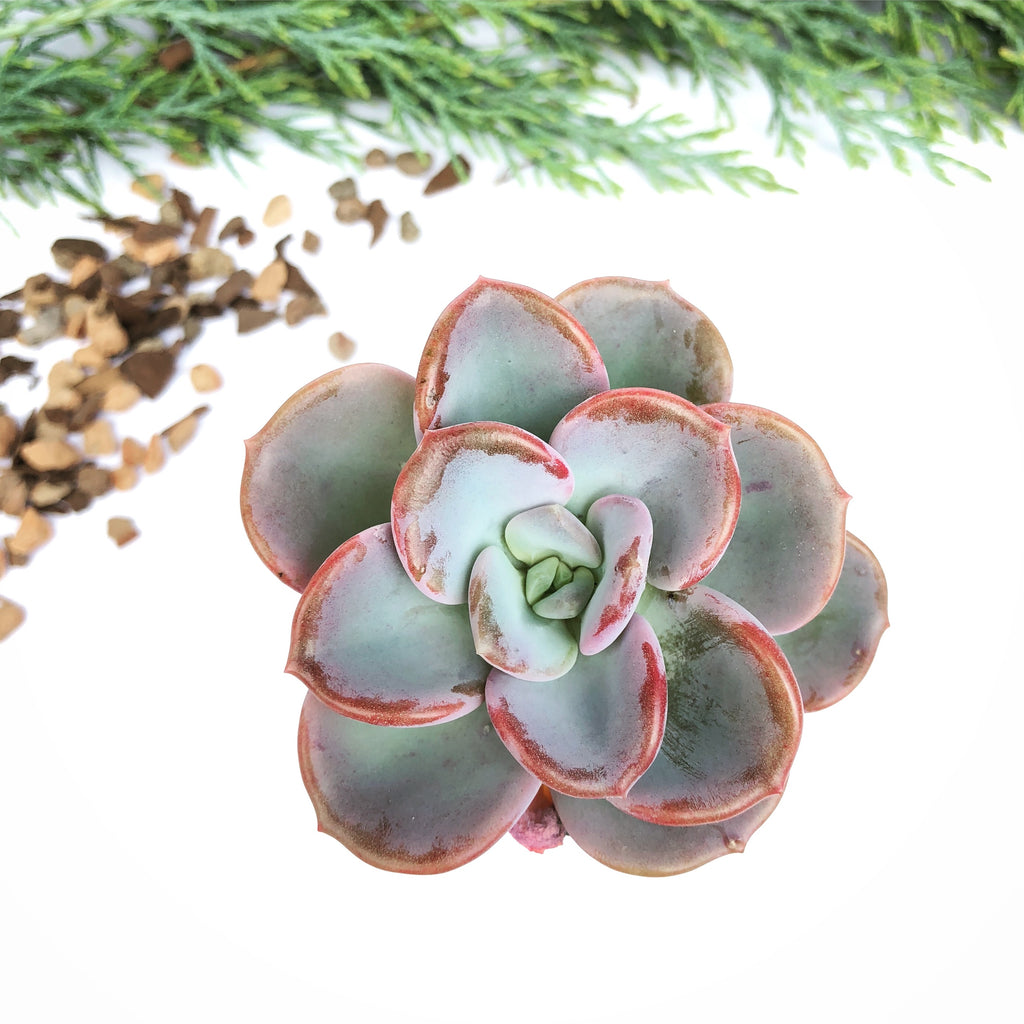 Echeveria Orpet – Cedar Creek Farmhouse