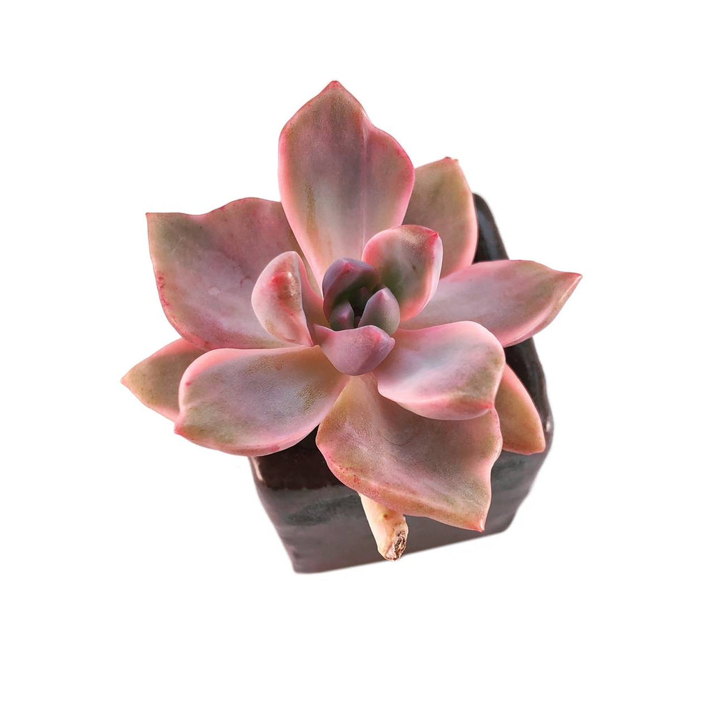 SALE! Graptoveria Gypsy, Variegata – Cedar Creek Farmhouse