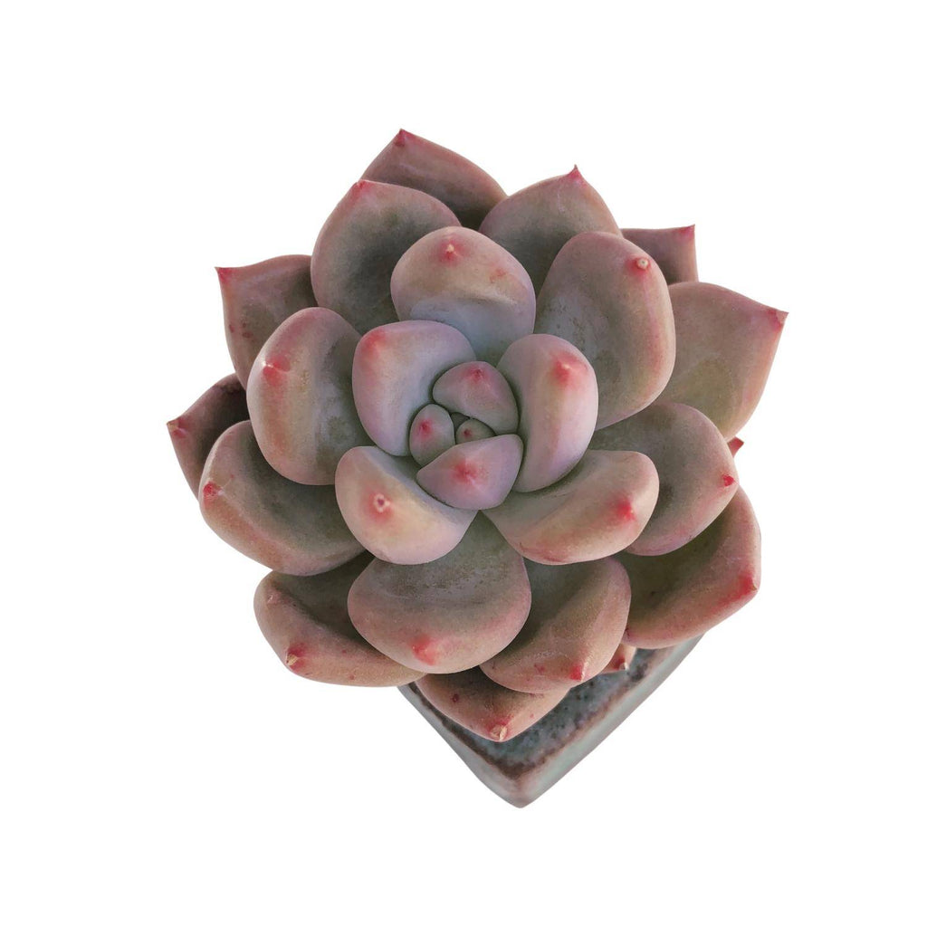 Pachyphytum Angel Fingers Red – Cedar Creek Farmhouse