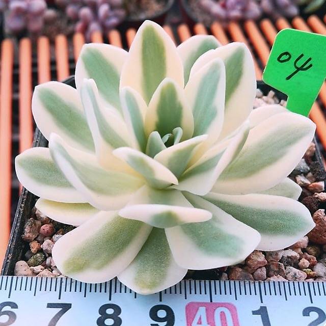Orostachys Fuji, (Not so Random) – Cedar Creek Farmhouse
