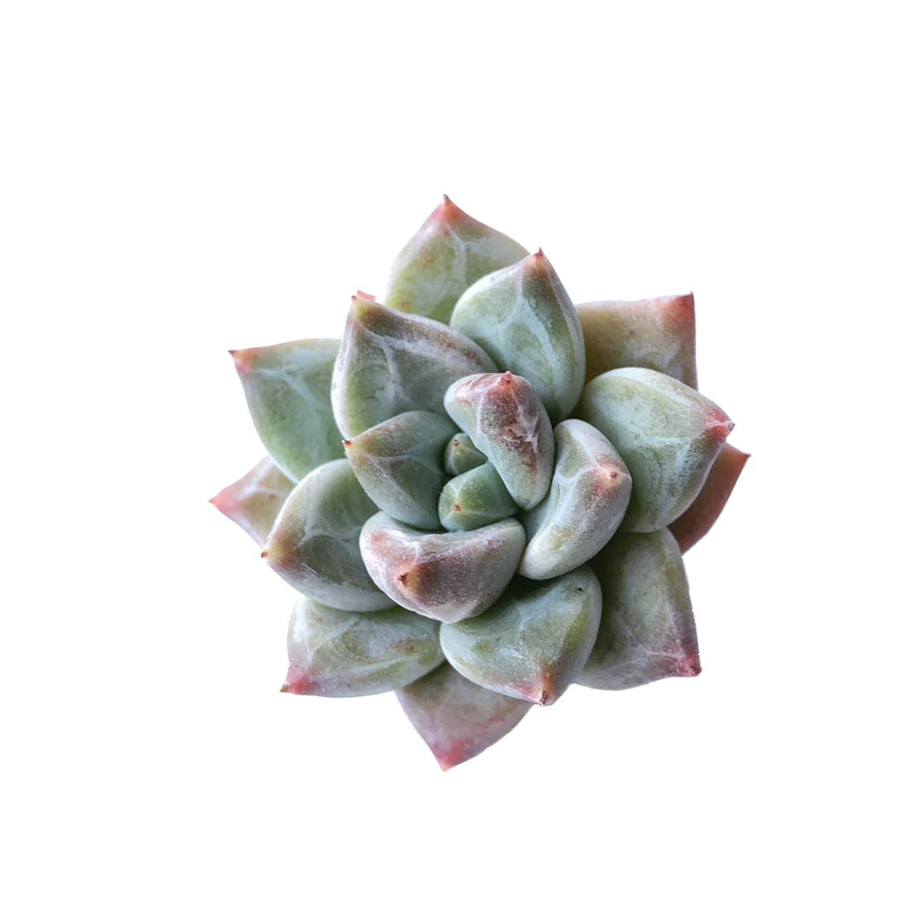 Pachyphytum Compactum Hybrid, (Small) – Cedar Creek Farmhouse