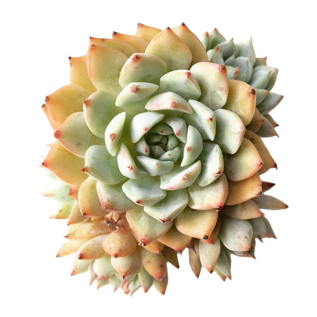 Echeveria Prism, Cluster – Cedar Creek Farmhouse
