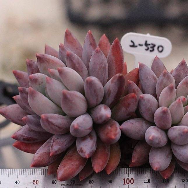 Pachyphytum Angel Fingers-- HUGE!, (Not so Random) – Cedar Creek Farmhouse