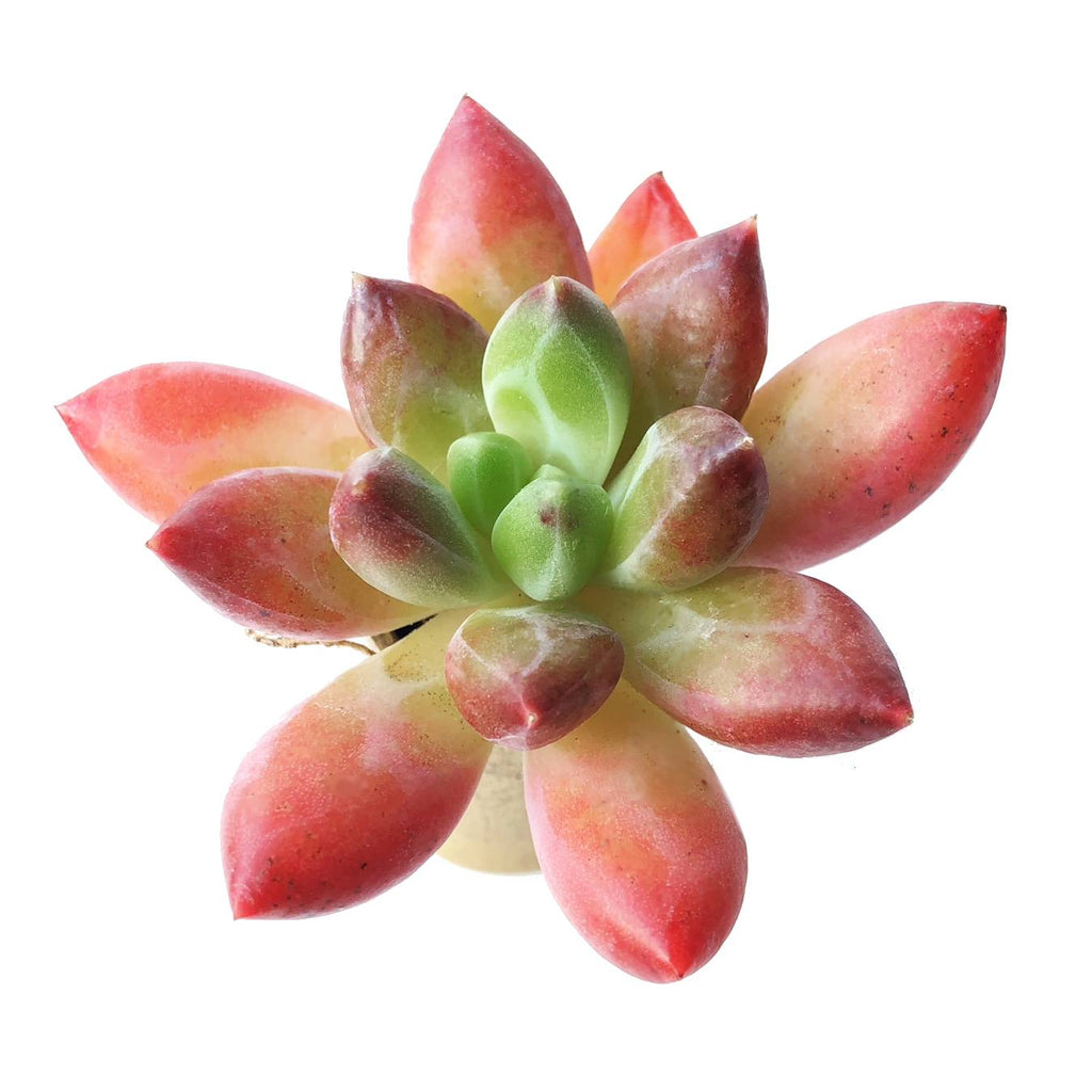 Pachyphytum Compactum Hybrid – Cedar Creek Farmhouse