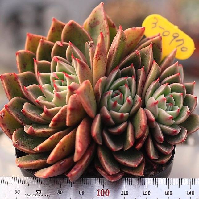 SPECIAL!! JUST CART! Echeveria Rudolph, Triple – Cedar Creek Farmhouse